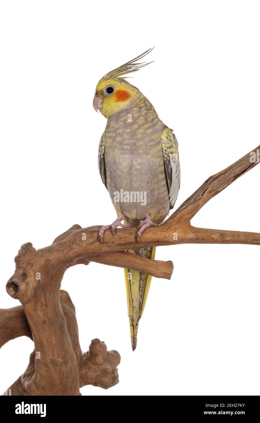 Female Cockatiel bird aka Nymphicus hollandicus, sitting on wooden ...