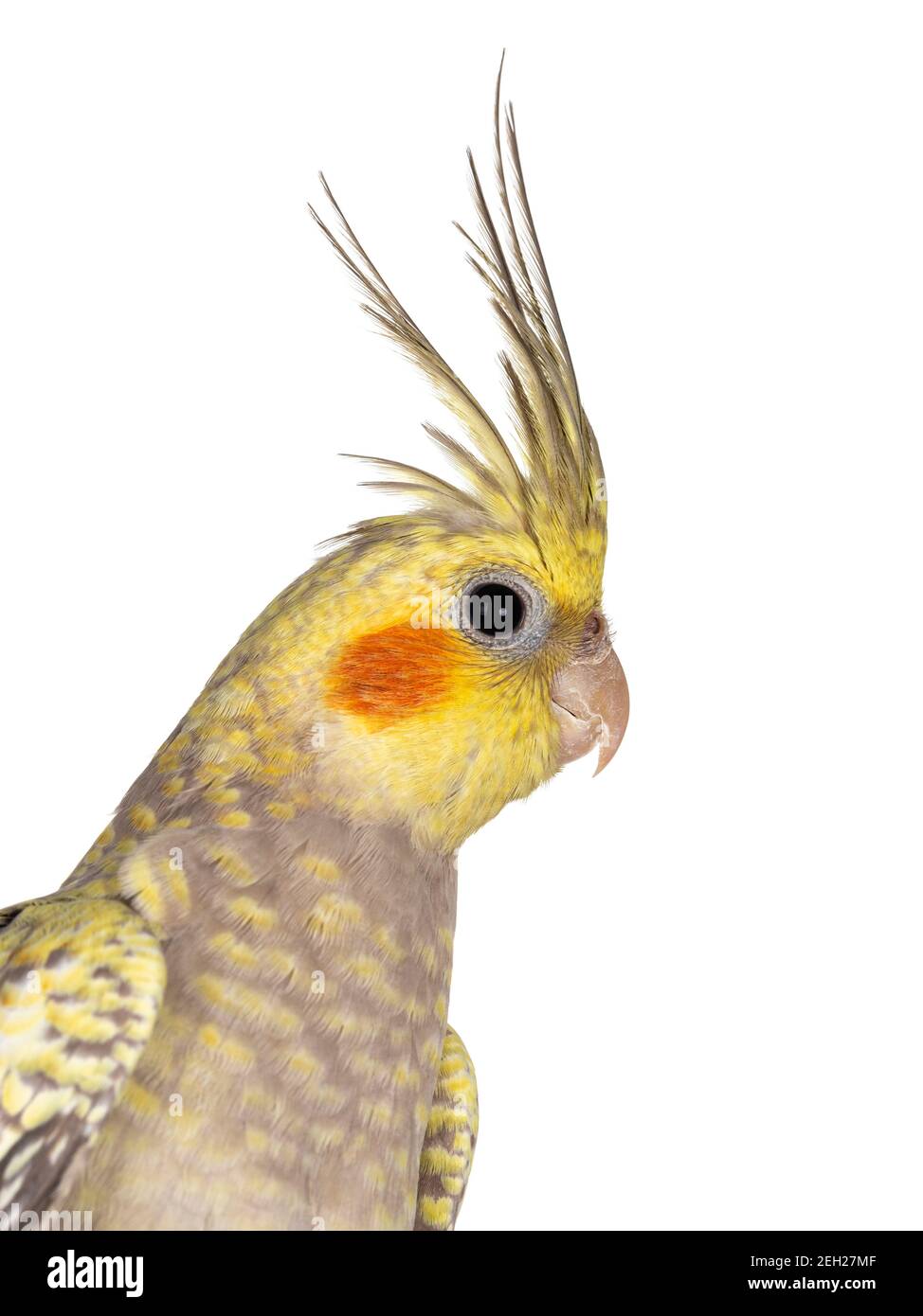 Cockatiel cutout hi-res stock photography and images - Alamy