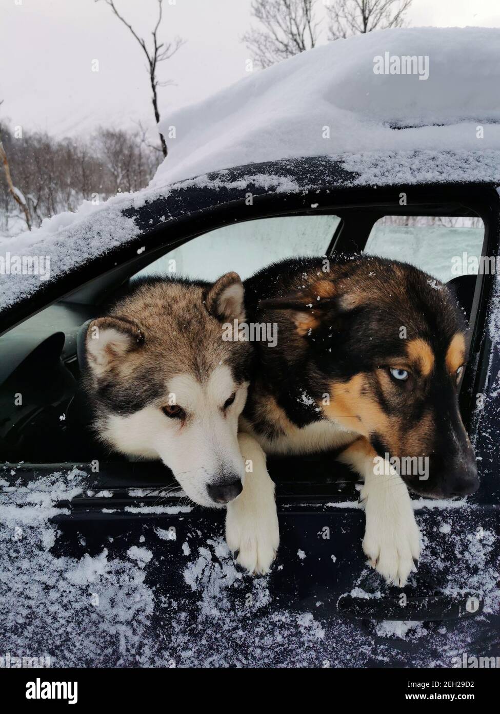 Adorable Huskies with their heads out of the window of a car in winter ...