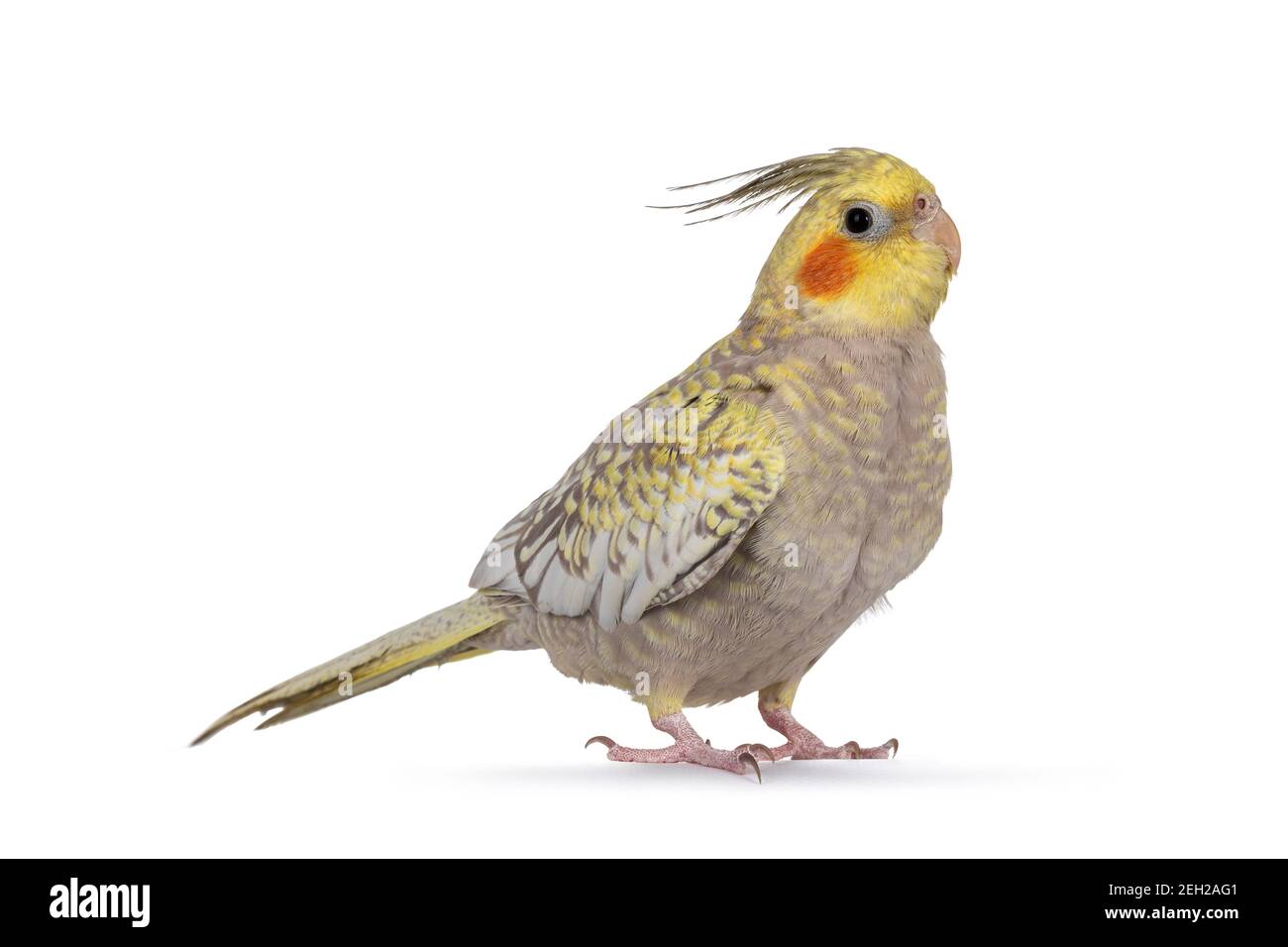 Female Cockatiel bird aka Nymphicus hollandicus, standing side ways ...