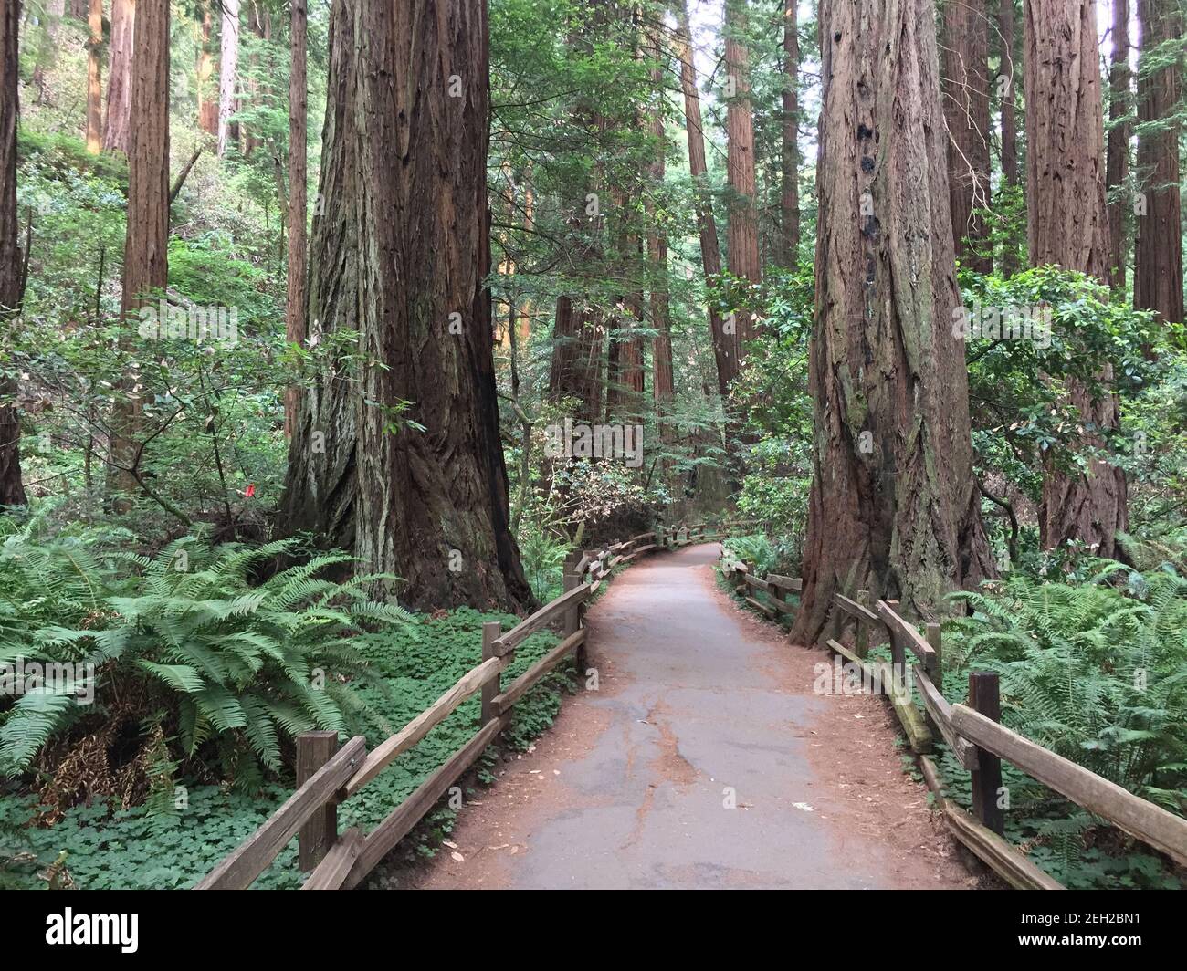 Pathway between giant sequoia redwood trees and ferns in Muir Woods ...