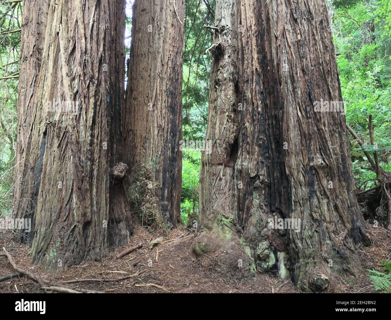 Closeup shot of giant sequoia redwood trunks in the forest in Muir ...