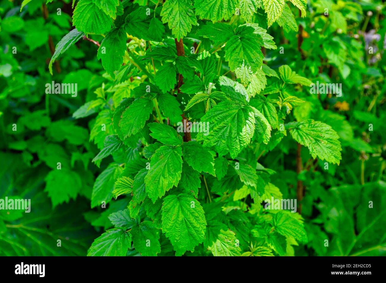 Closeup shot of green urticaceae plants in a forest Stock Photo - Alamy
