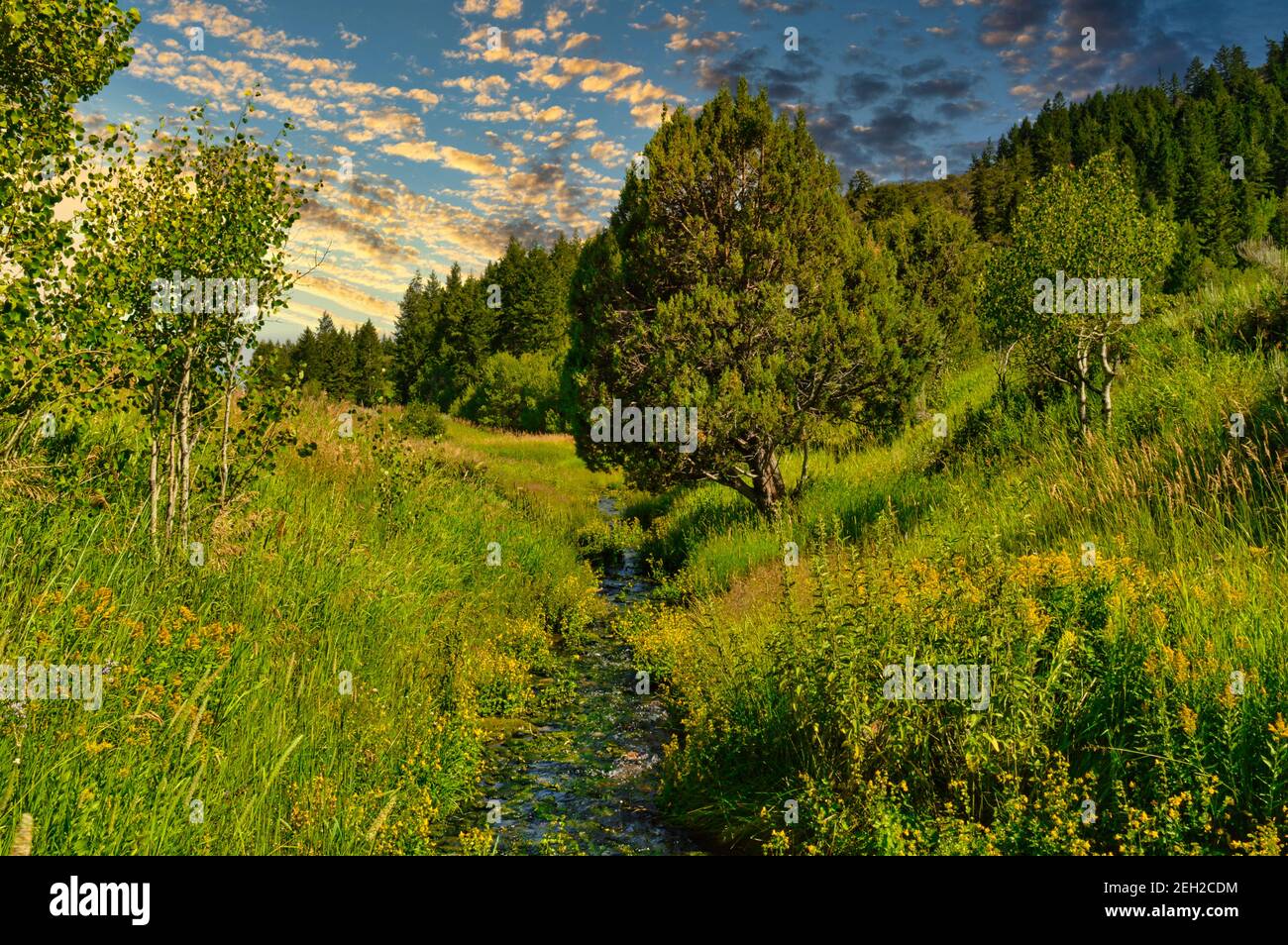 Beautiful scenery of a forest with greenery and trees under the sunset ...