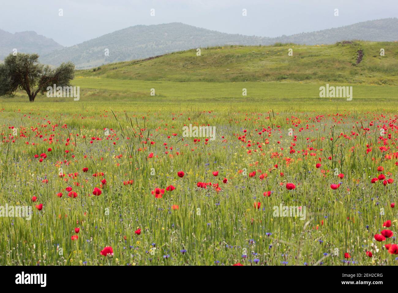 Poppy flowers in the countryside Stock Photo - Alamy