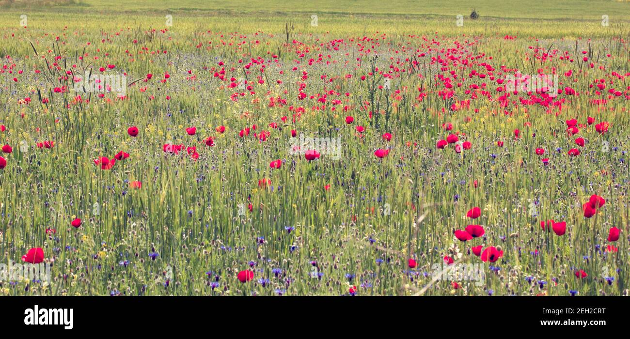 Poppy flowers in the countryside Stock Photo - Alamy