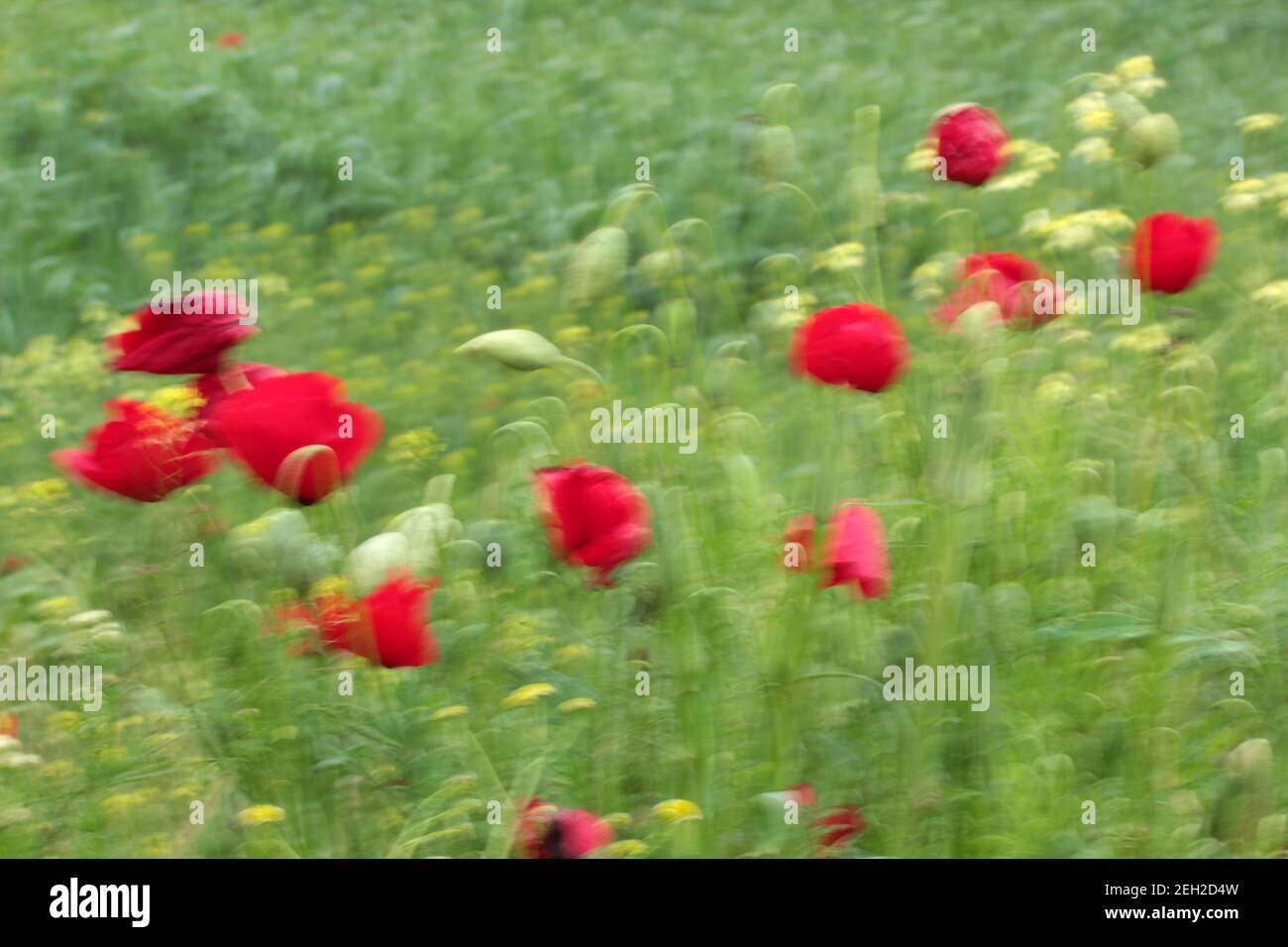 Poppy flowers in the countryside Stock Photo - Alamy
