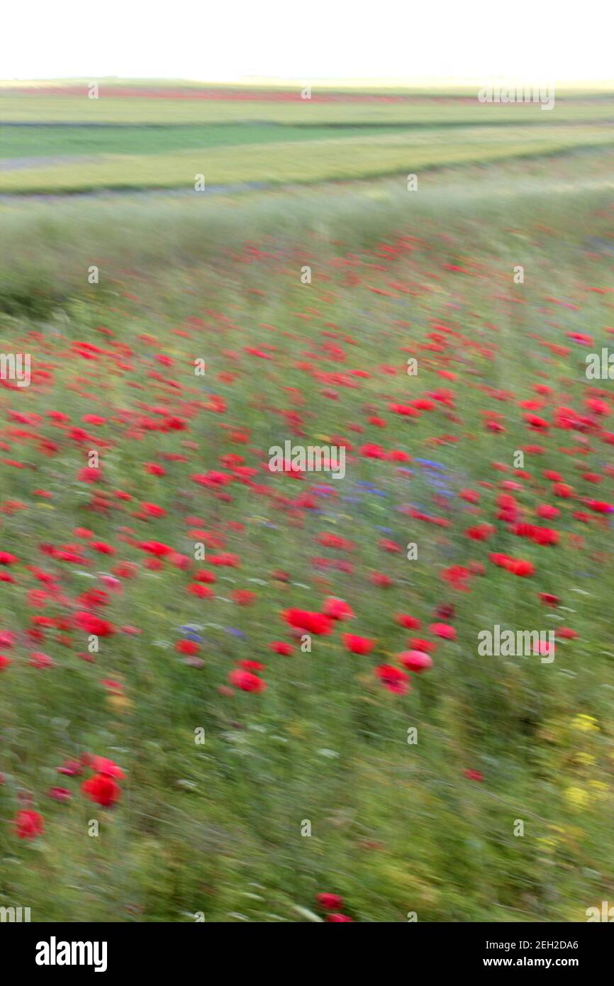 Poppy flowers in the countryside Stock Photo - Alamy