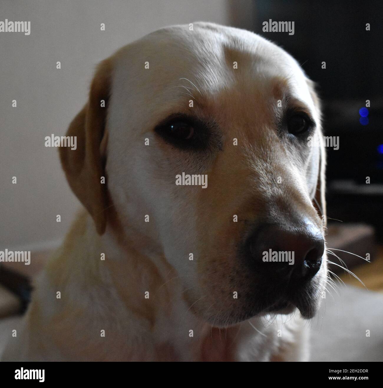 Yellow and black labrador retriever hi-res stock photography and images ...