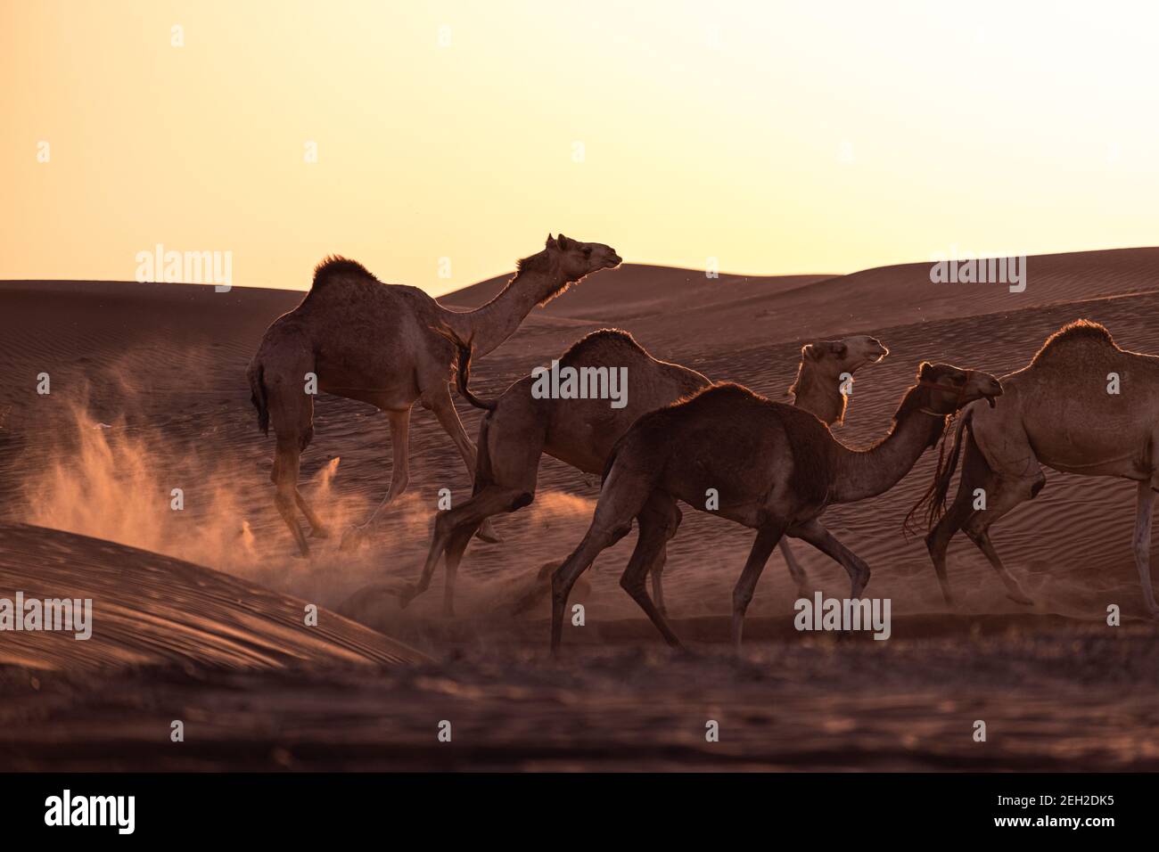 Caravan of camels running on the hot sand in the desert gleaming under ...
