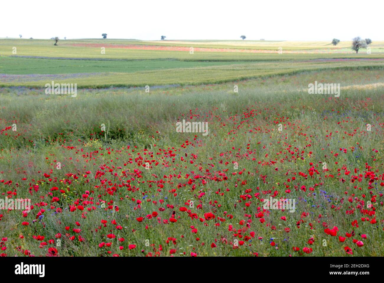 Poppy flowers in the countryside Stock Photo - Alamy