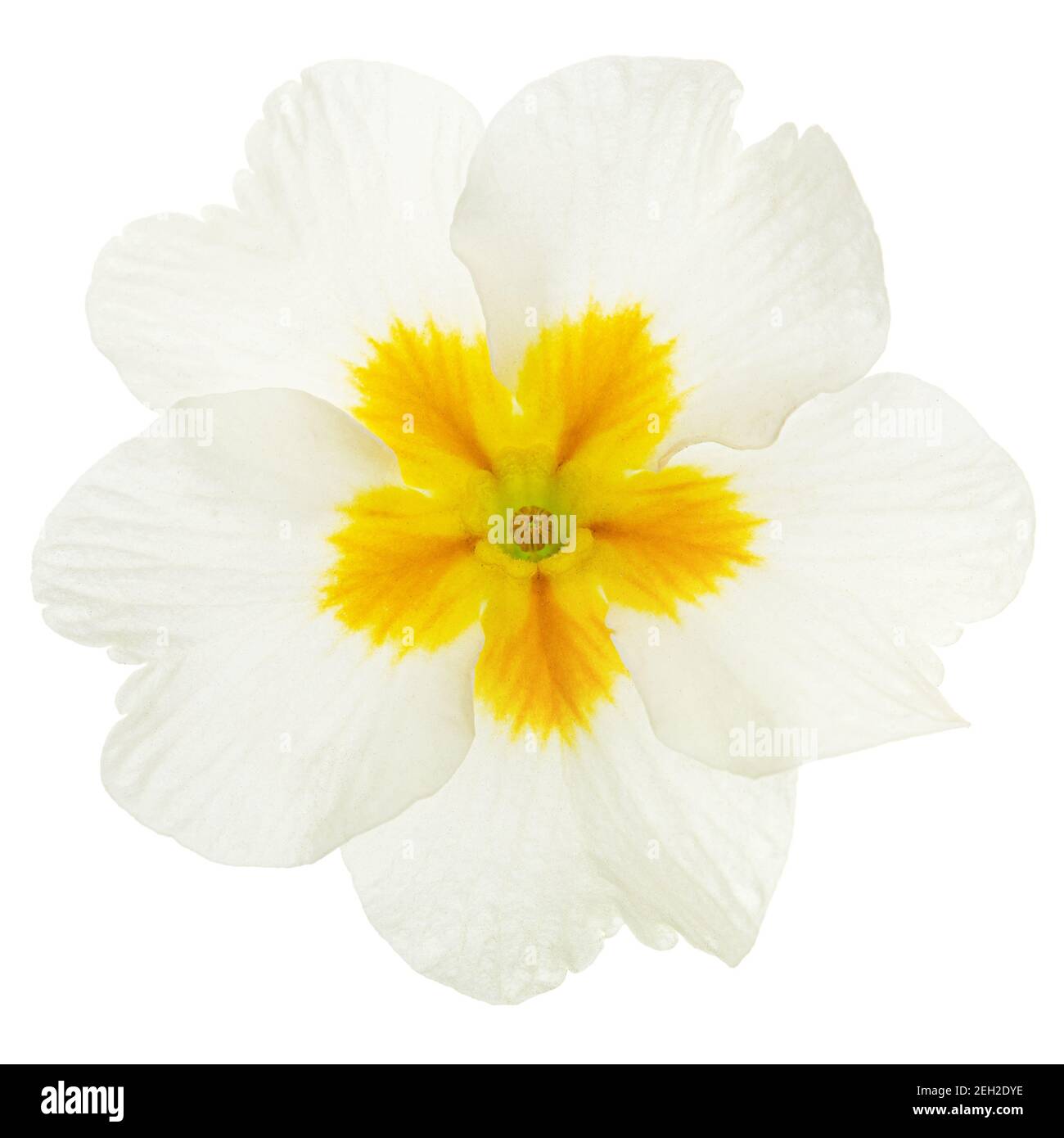 White flower of primrose, isolated on white background Stock Photo - Alamy