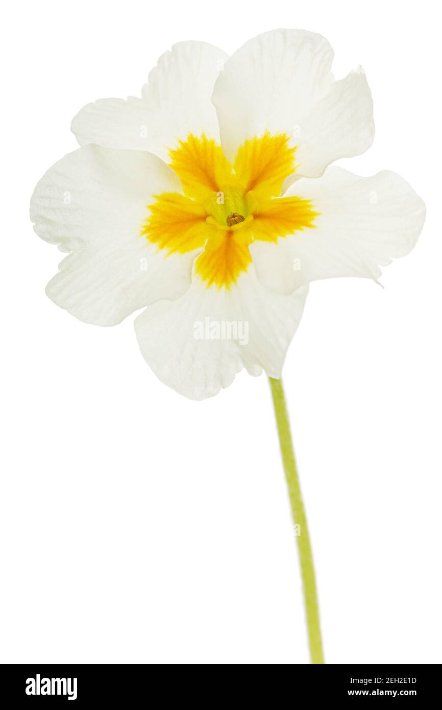 White flower of primrose, isolated on white background Stock Photo - Alamy