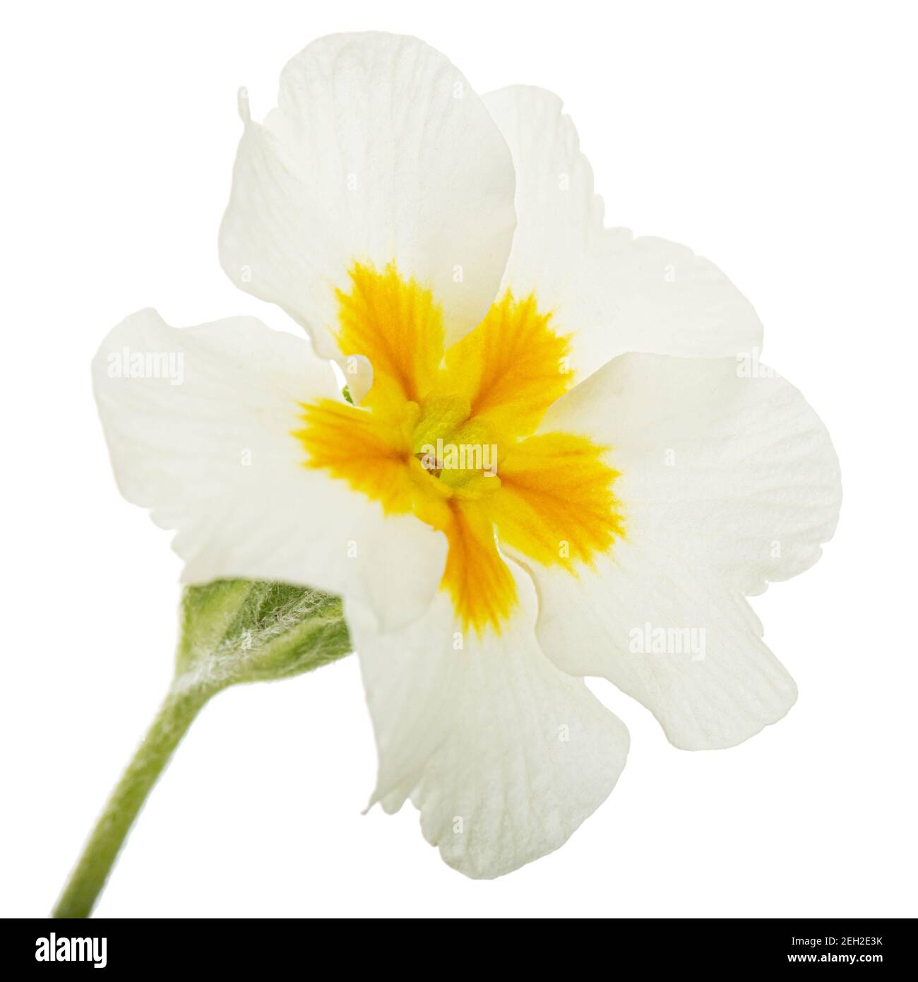 White flower of primrose, isolated on white background Stock Photo - Alamy
