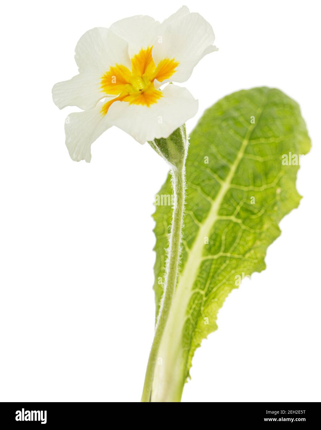 White flower of primrose, isolated on white background Stock Photo - Alamy