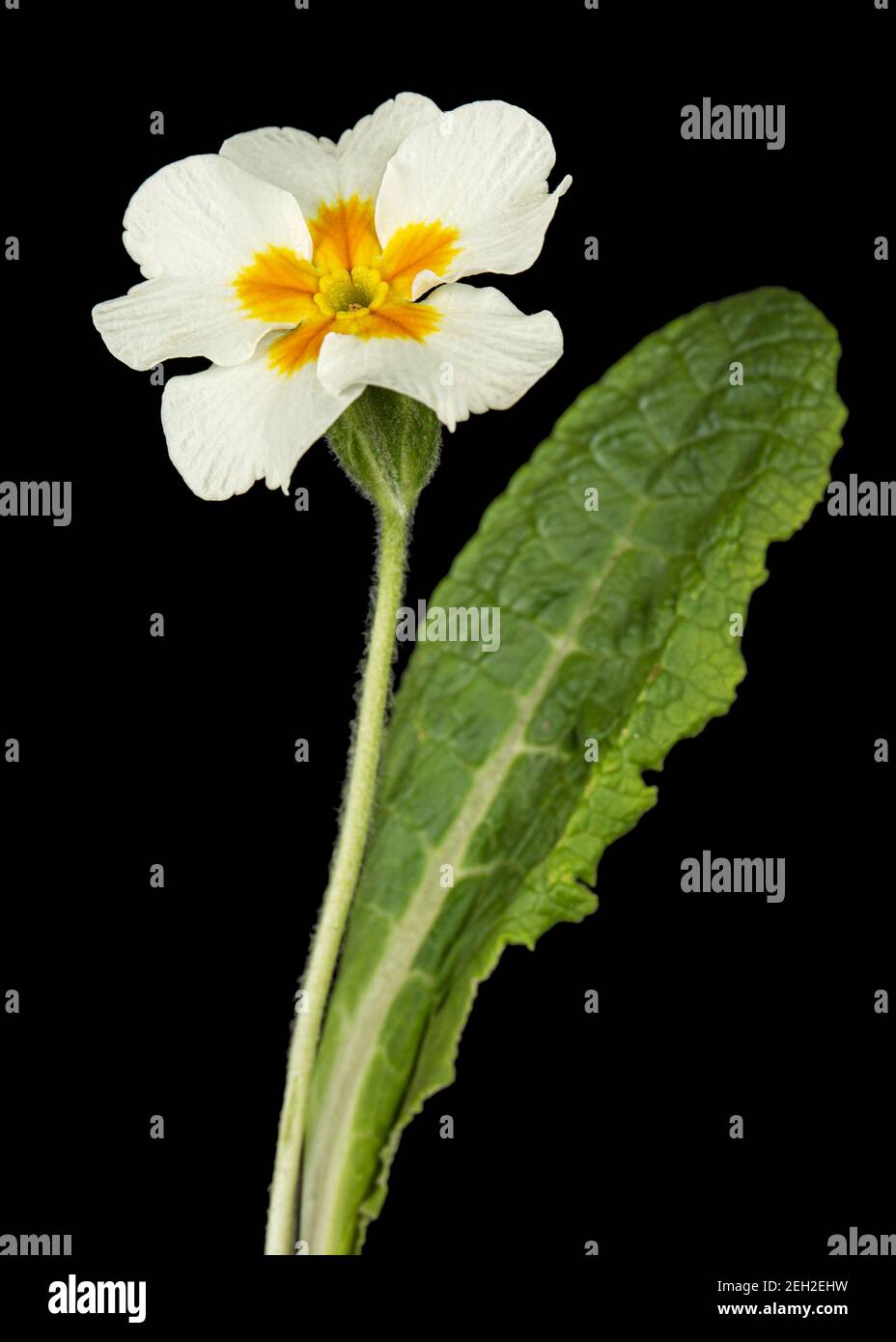 Closeup shot white primrose hi-res stock photography and images - Alamy