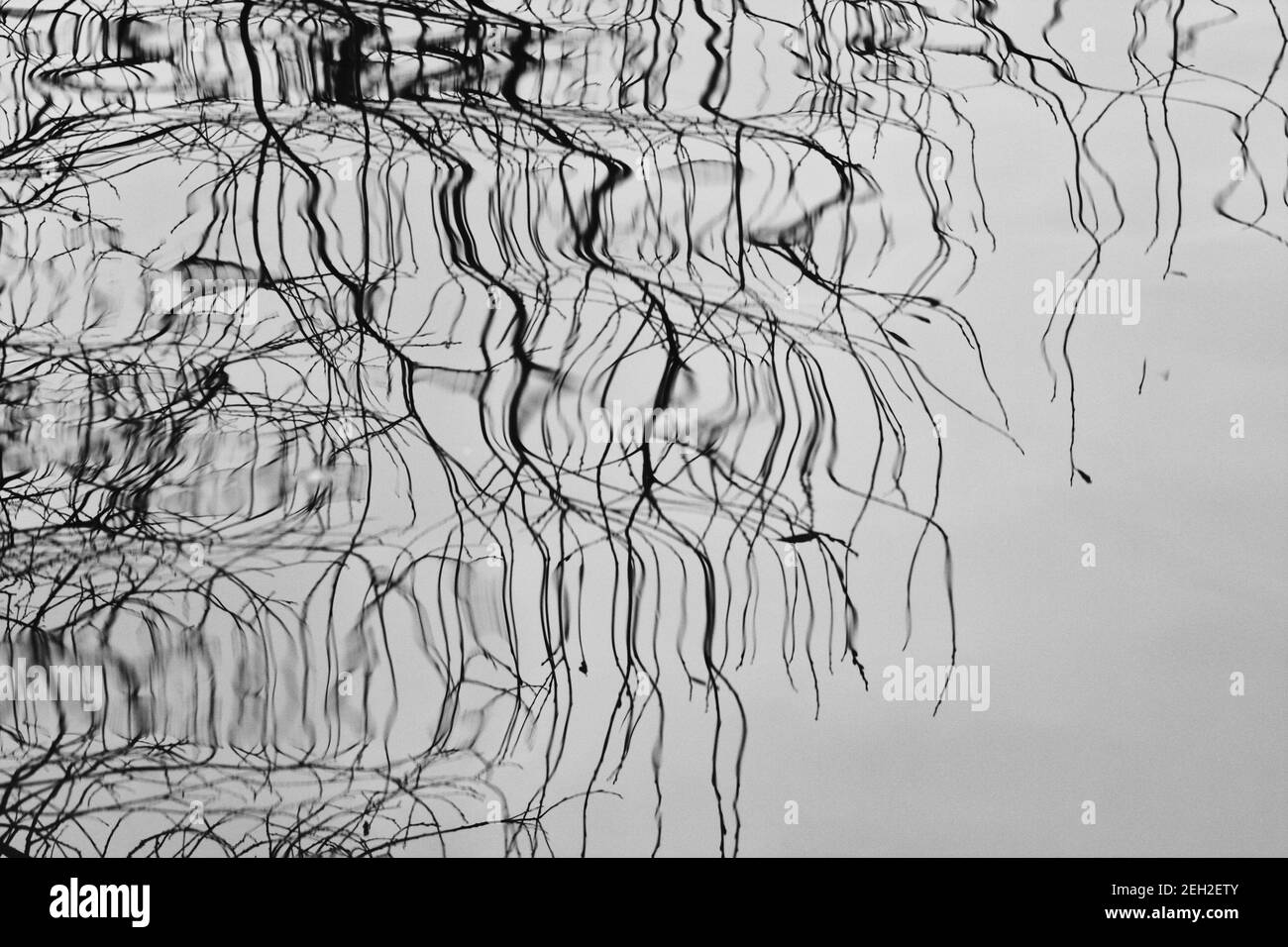 Distorted nature High Resolution Stock Photography and Images - Alamy