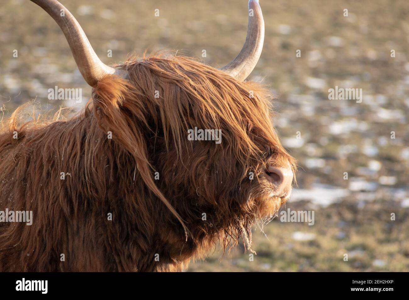 Furry buffalo outdoors on a gloomy day Stock Photo - Alamy