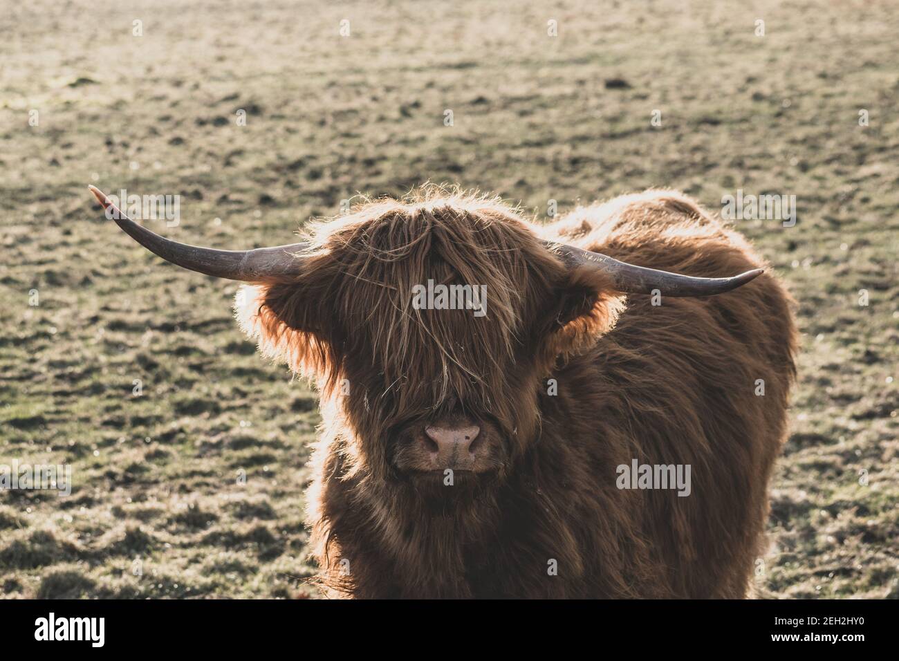 Furry buffalo outdoors on a gloomy day Stock Photo - Alamy