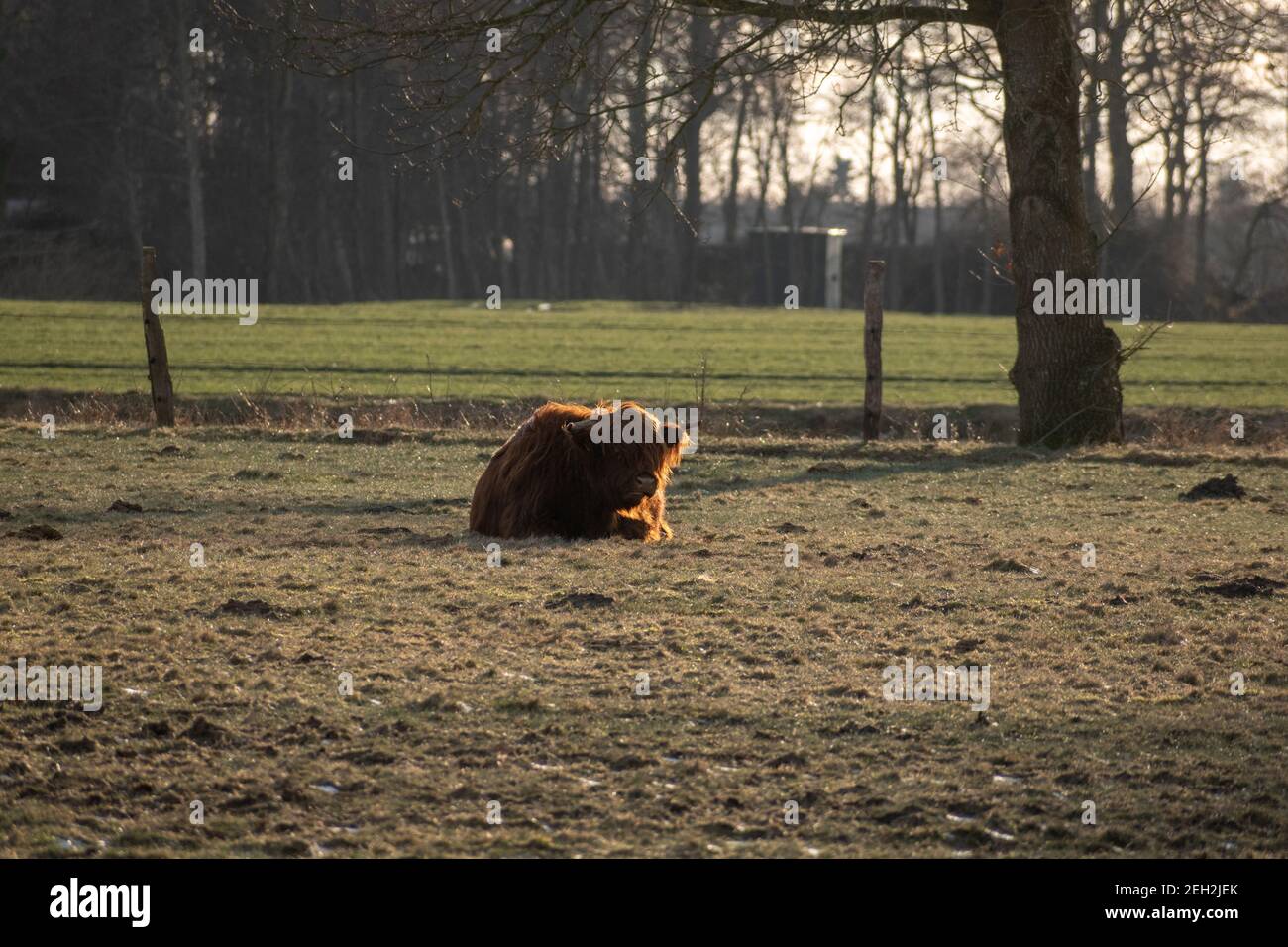 Furry buffalo outdoors on a gloomy day Stock Photo - Alamy