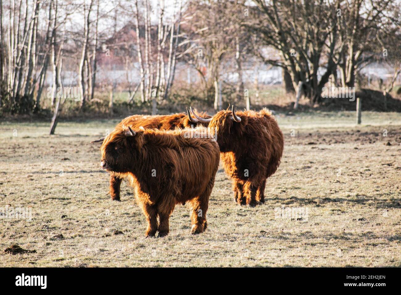 Field with furry buffalos outdoors on a gloomy day Stock Photo - Alamy