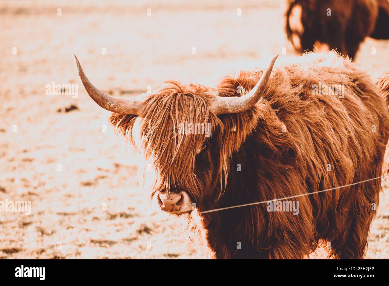 Furry buffalo outdoors on a gloomy day Stock Photo - Alamy