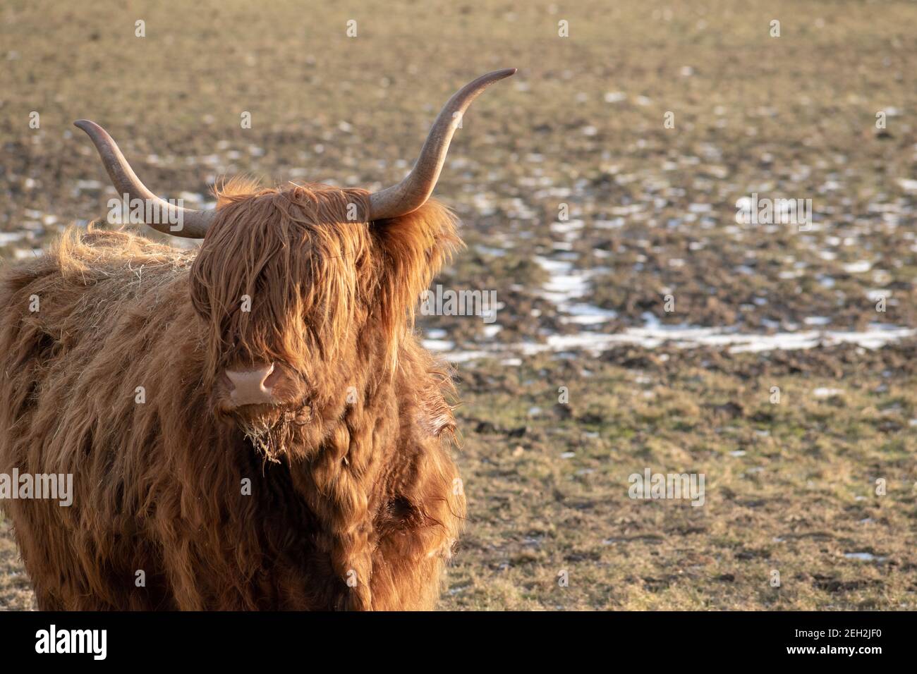 Furry buffalo outdoors on a gloomy day Stock Photo - Alamy