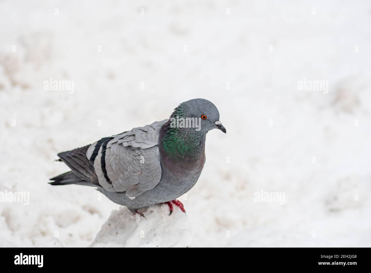 Isolated pigeon bird on the snow in winter after a big snowfall, close ...