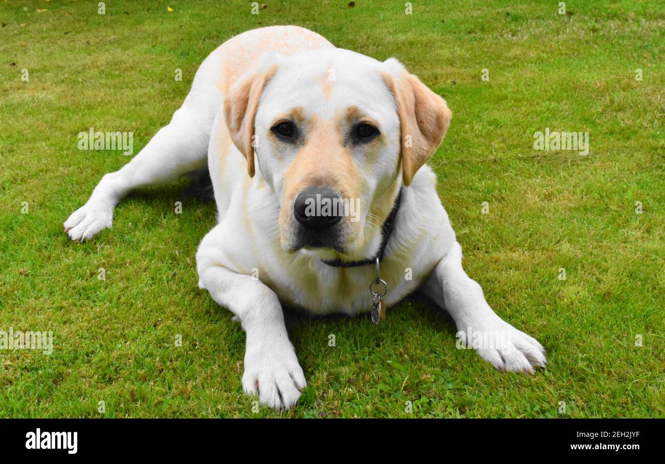 Labrador lying down hi-res stock photography and images - Alamy