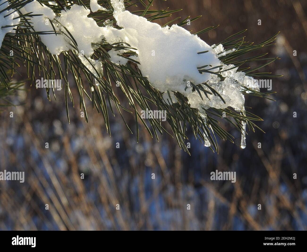 Selective focus of a frozen branch in Oisterwijk, Netherlands Stock ...