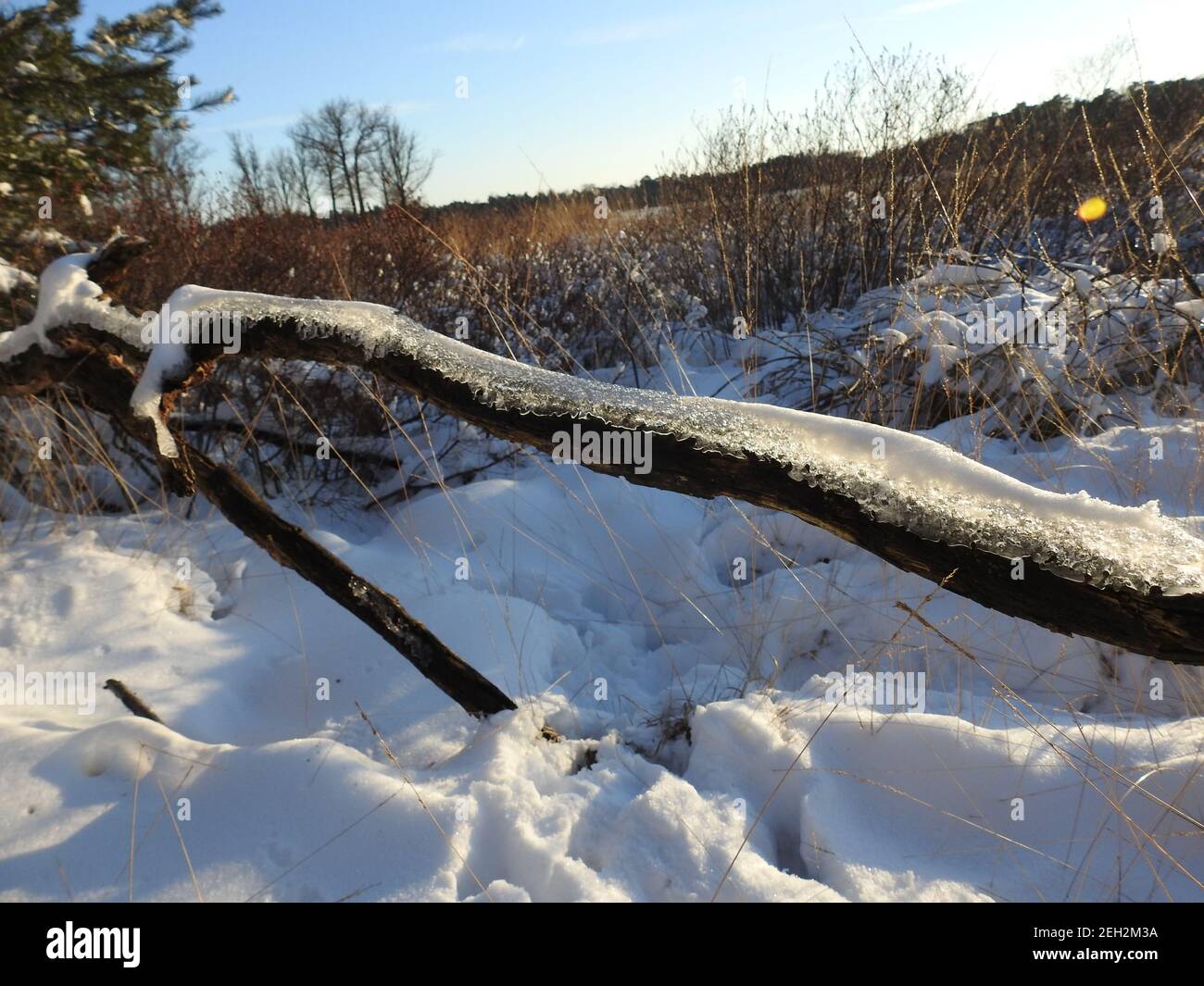 Selective focus of a frozen branch in Oisterwijk, Netherlands Stock ...