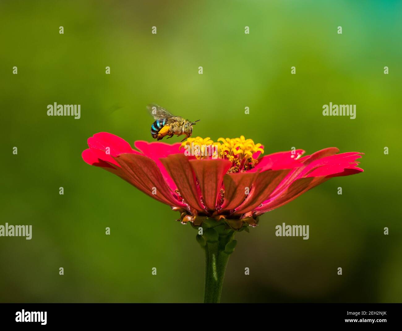 Small Honey Bee on Flower Stock Photo - Alamy