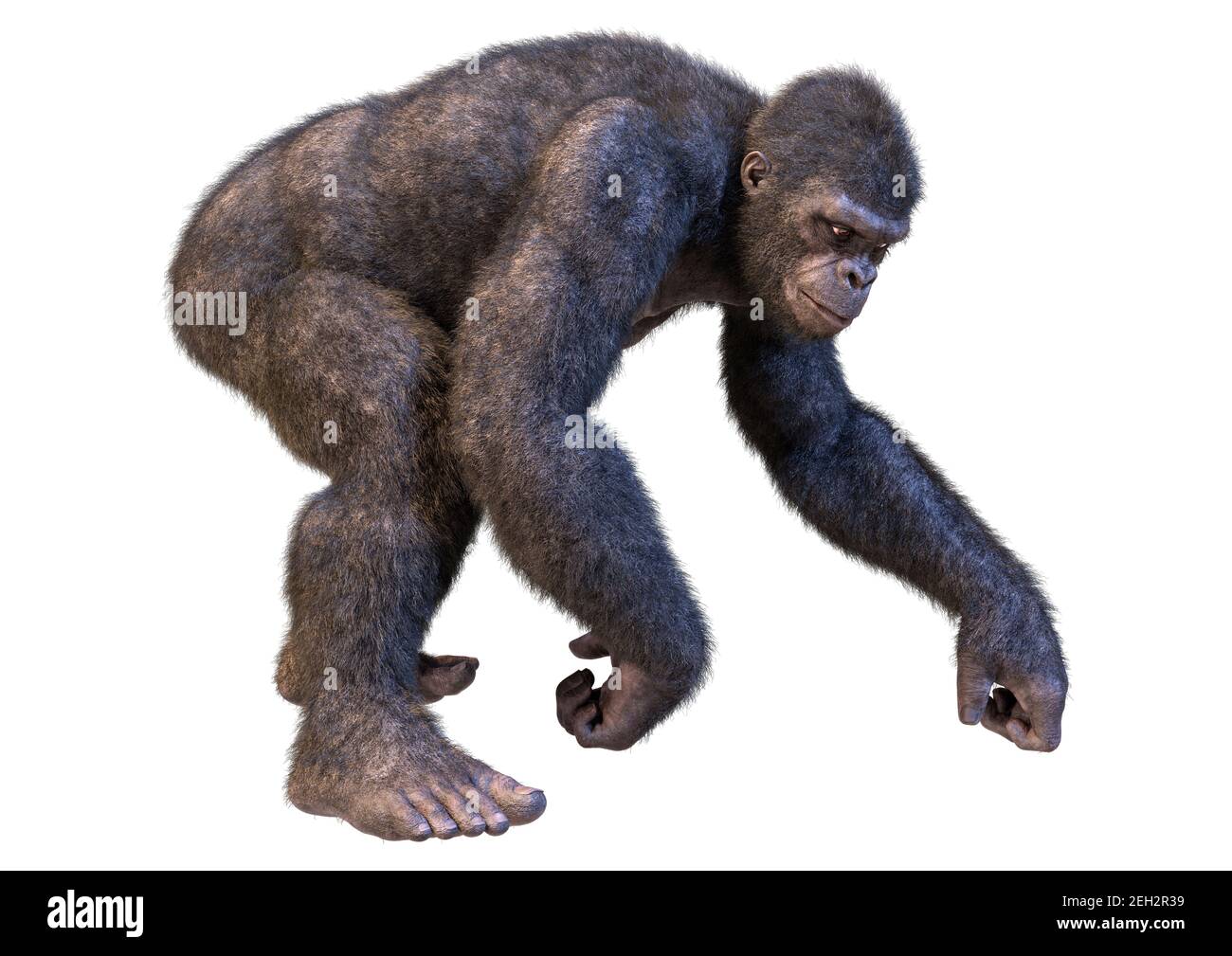 3D rendering of a gorilla ape isolated on white background Stock Photo ...