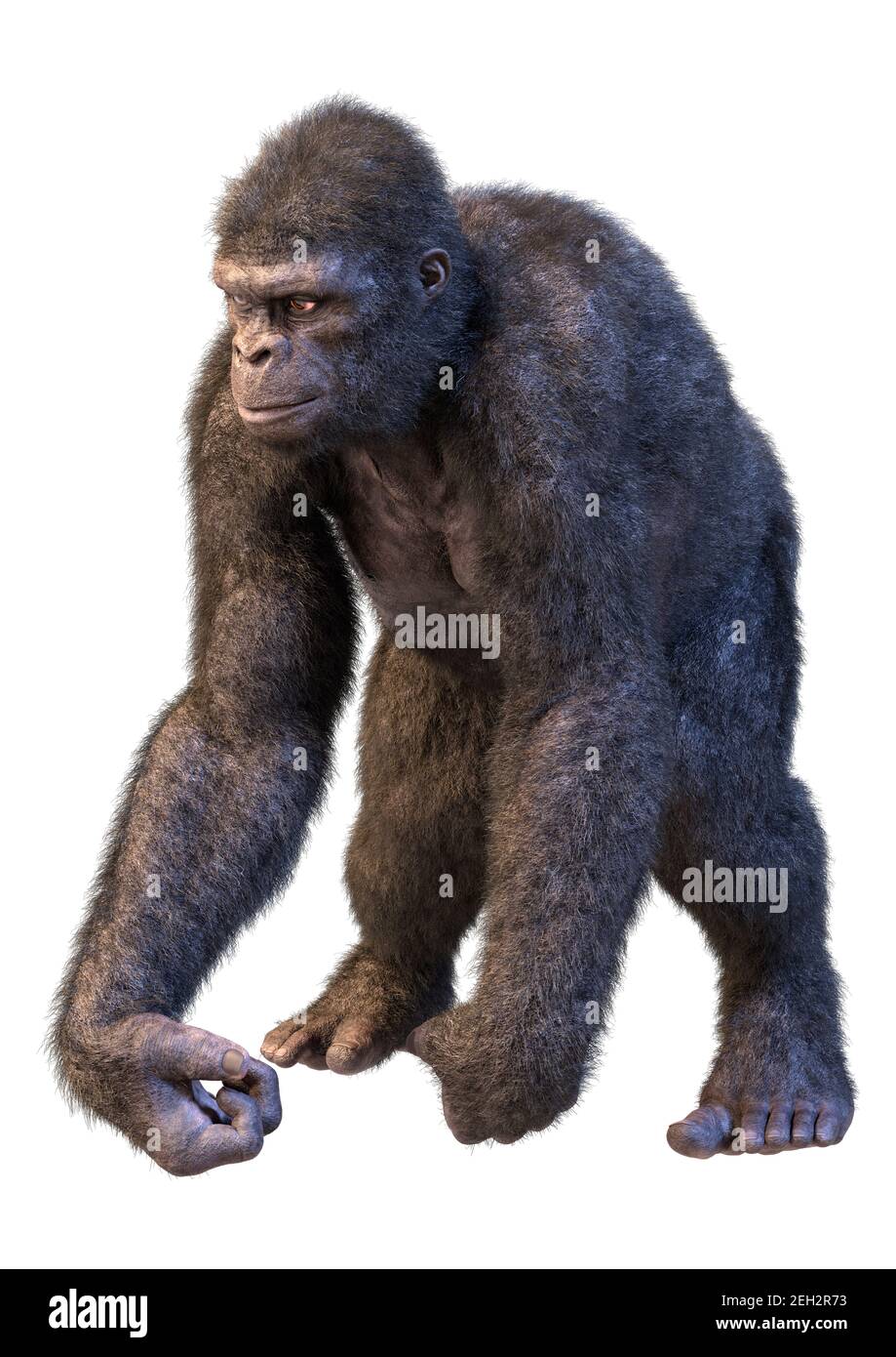 3D rendering of a gorilla ape isolated on white background Stock Photo ...