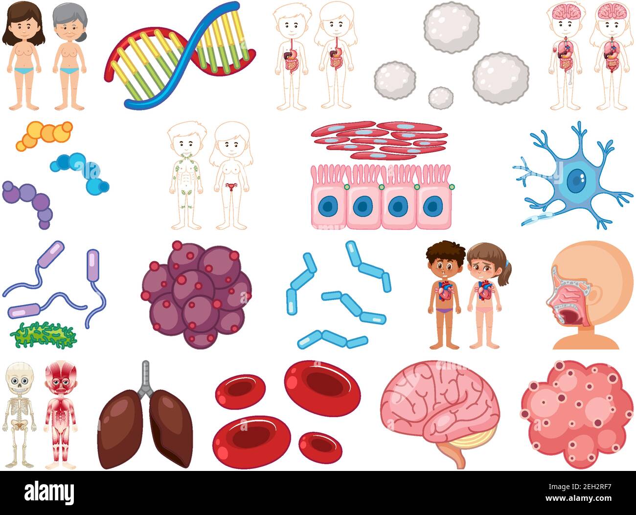 Set of human inner organs isolated on white background illustration ...