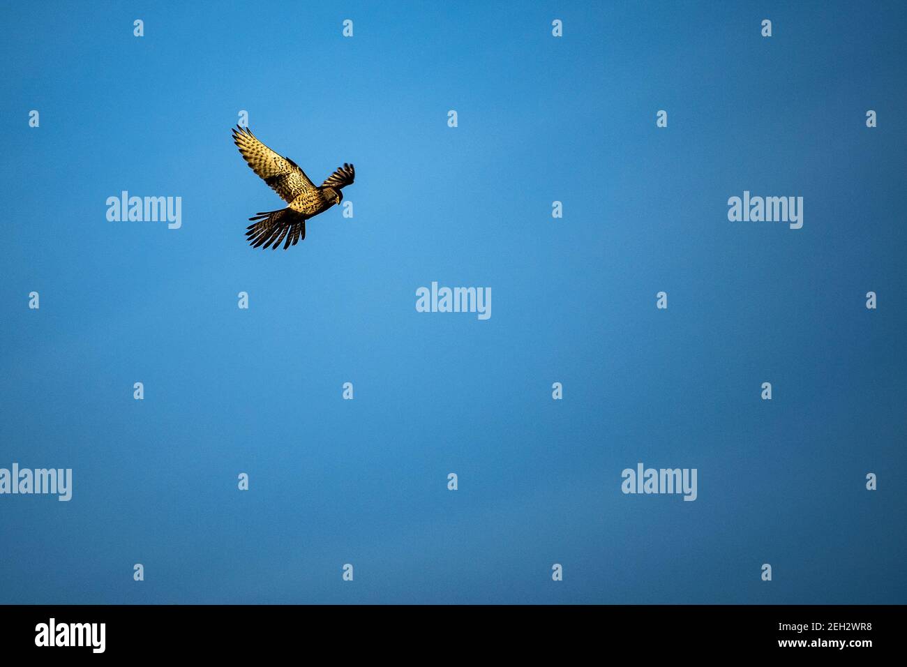 Hawk flying with widespread wings in a blue sky Stock Photo - Alamy