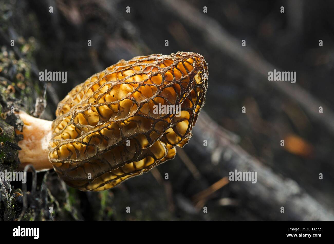 Morel mushroom growing in a forest one year after 2017 Caribou fire ...
