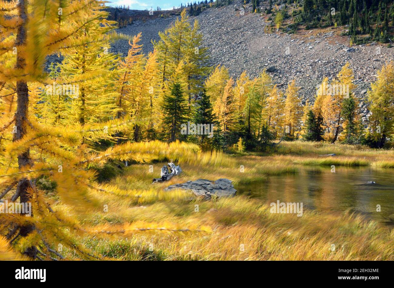 Alpine larch line the edge of Davis Lake in the Northwest Peak Scenic ...