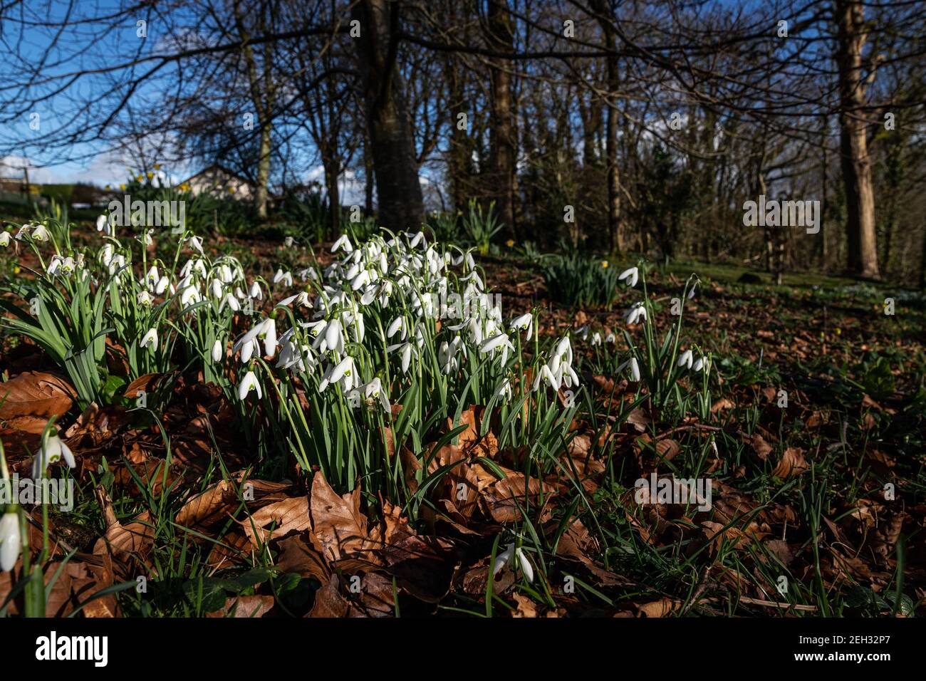 Snowdrops in natural woodland scene with sunshine Stock Photo - Alamy
