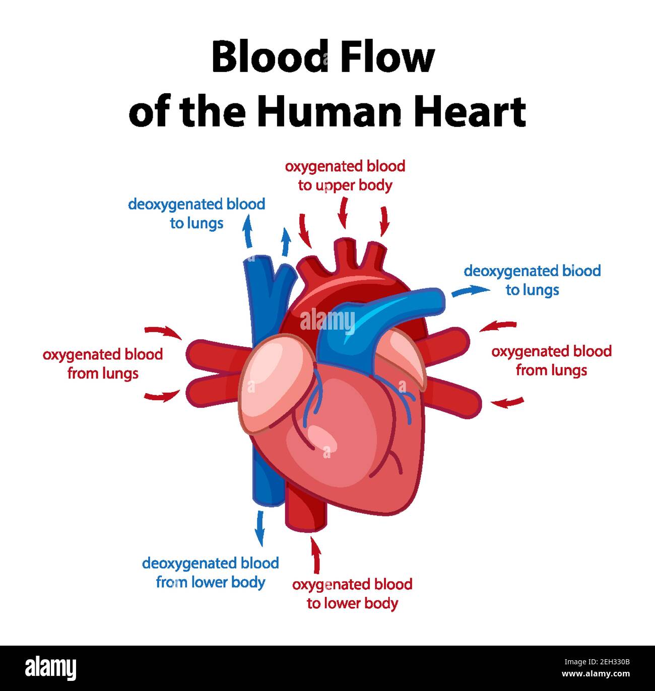Information poster of human heart diagram illustration Stock Vector ...