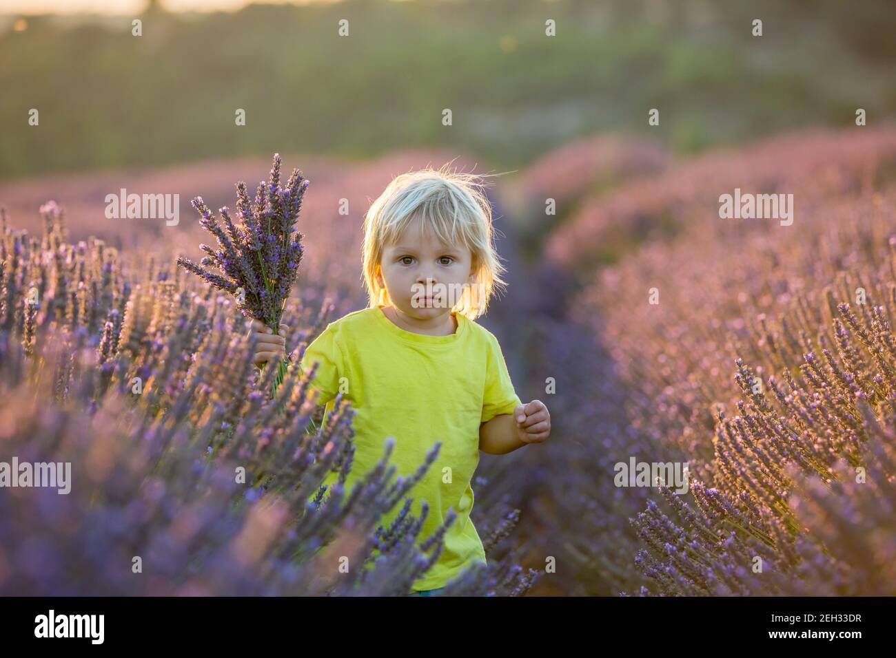 Cute little child, beautiful boy, playing in lavender field on sunset ...
