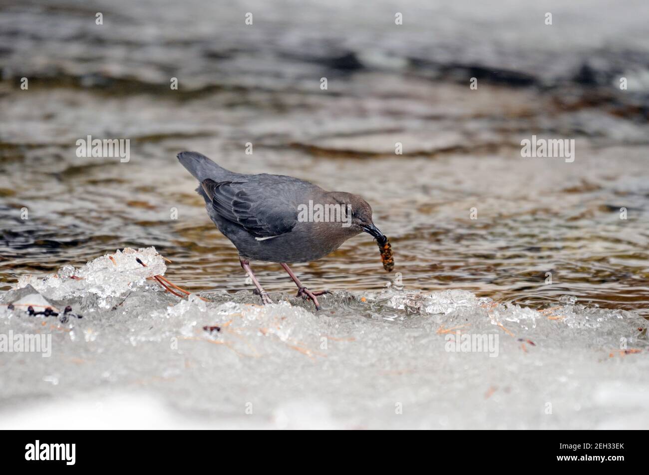 American dipper with a caddisfly larvae case along the East Fork Yaak ...
