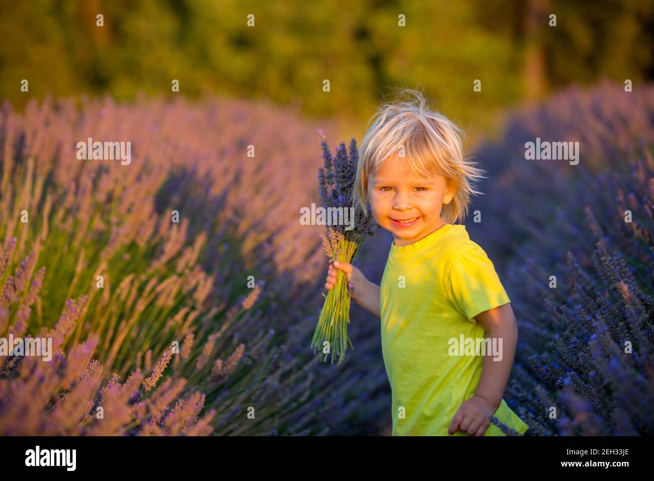 Cute little child, beautiful boy, playing in lavender field on sunset ...