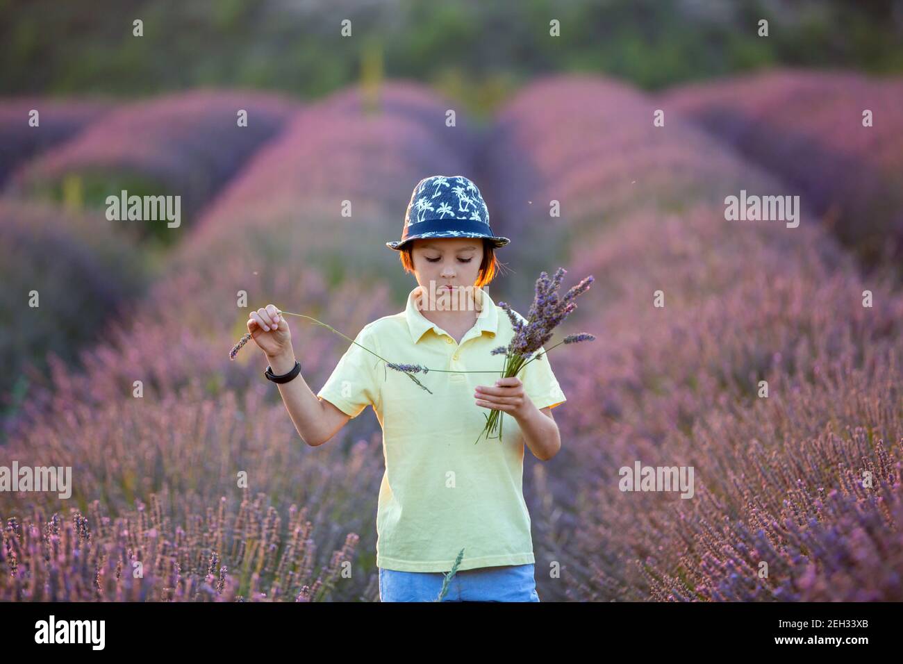 Cute little child, beautiful boy, playing in lavender field on sunset ...