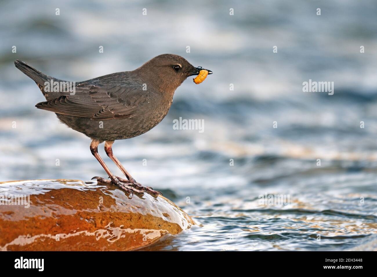Caddisfly larvae hi-res stock photography and images - Alamy