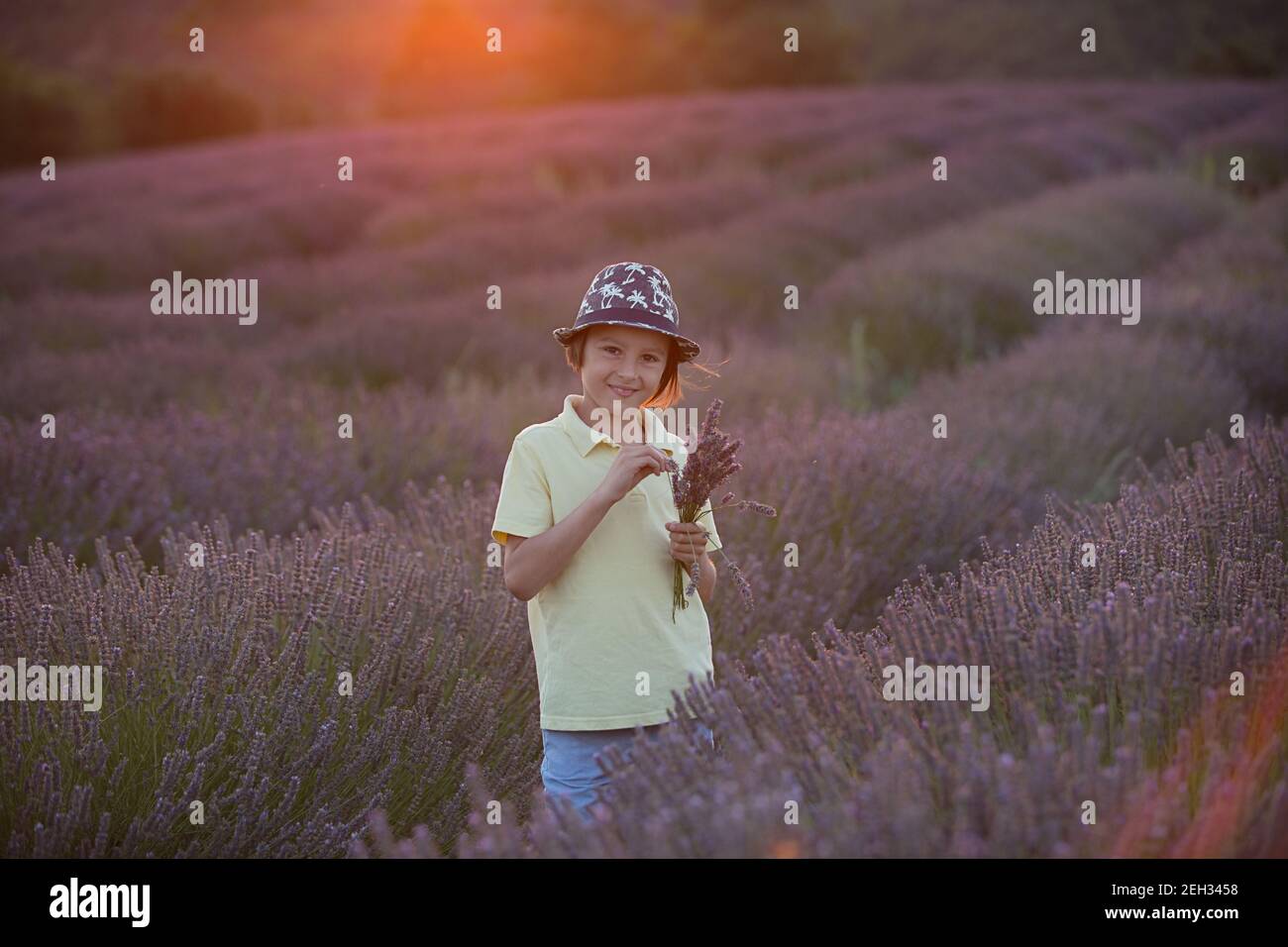 Cute little child, beautiful boy, playing in lavender field on sunset ...