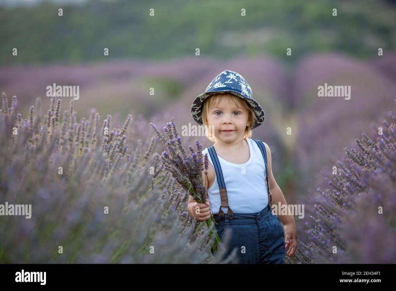Cute little child, beautiful boy, playing in lavender field on sunset ...