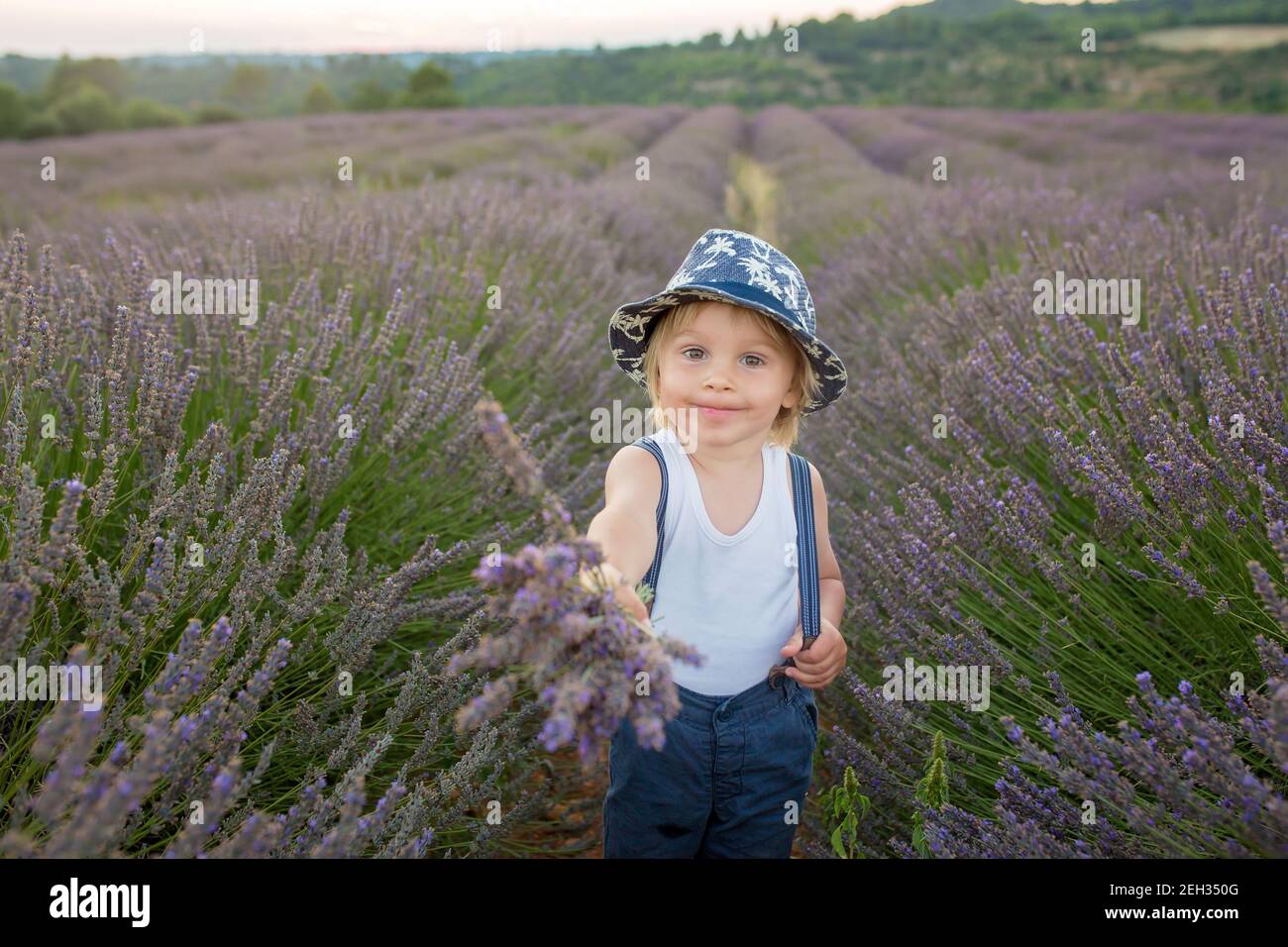 Cute little child, beautiful boy, playing in lavender field on sunset ...