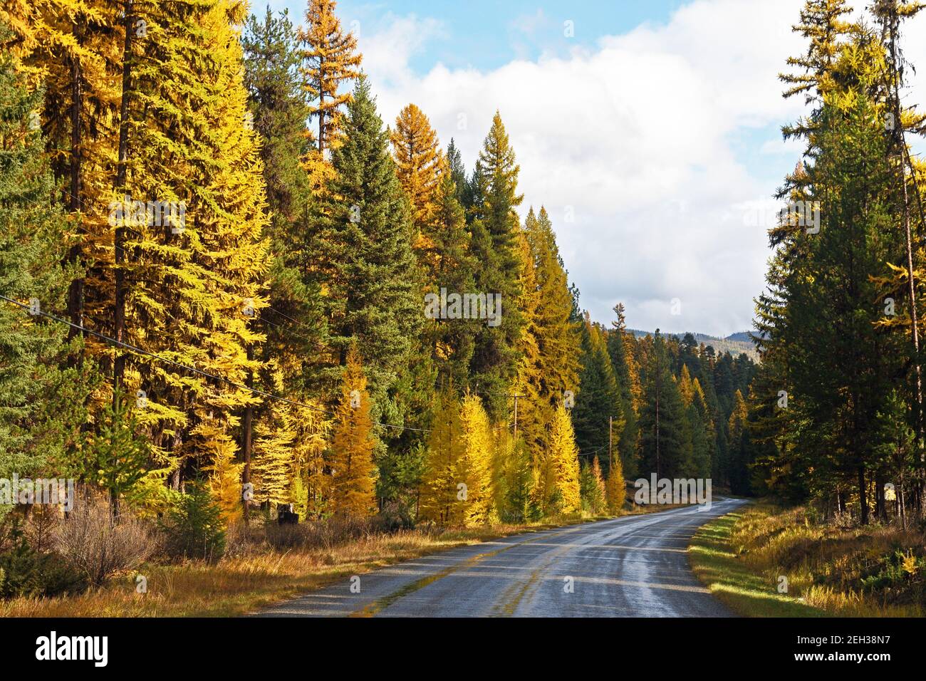 Yaak River Road and western larch after a rainstorm in fall. Yaak ...