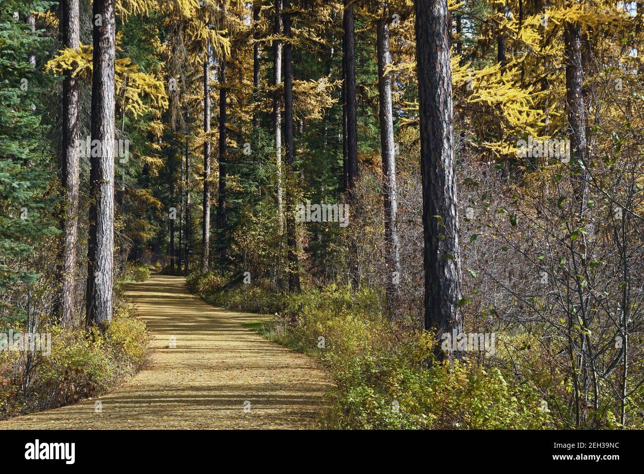 Western larch forest at Whitetail campground in fall. Yaak Valley ...